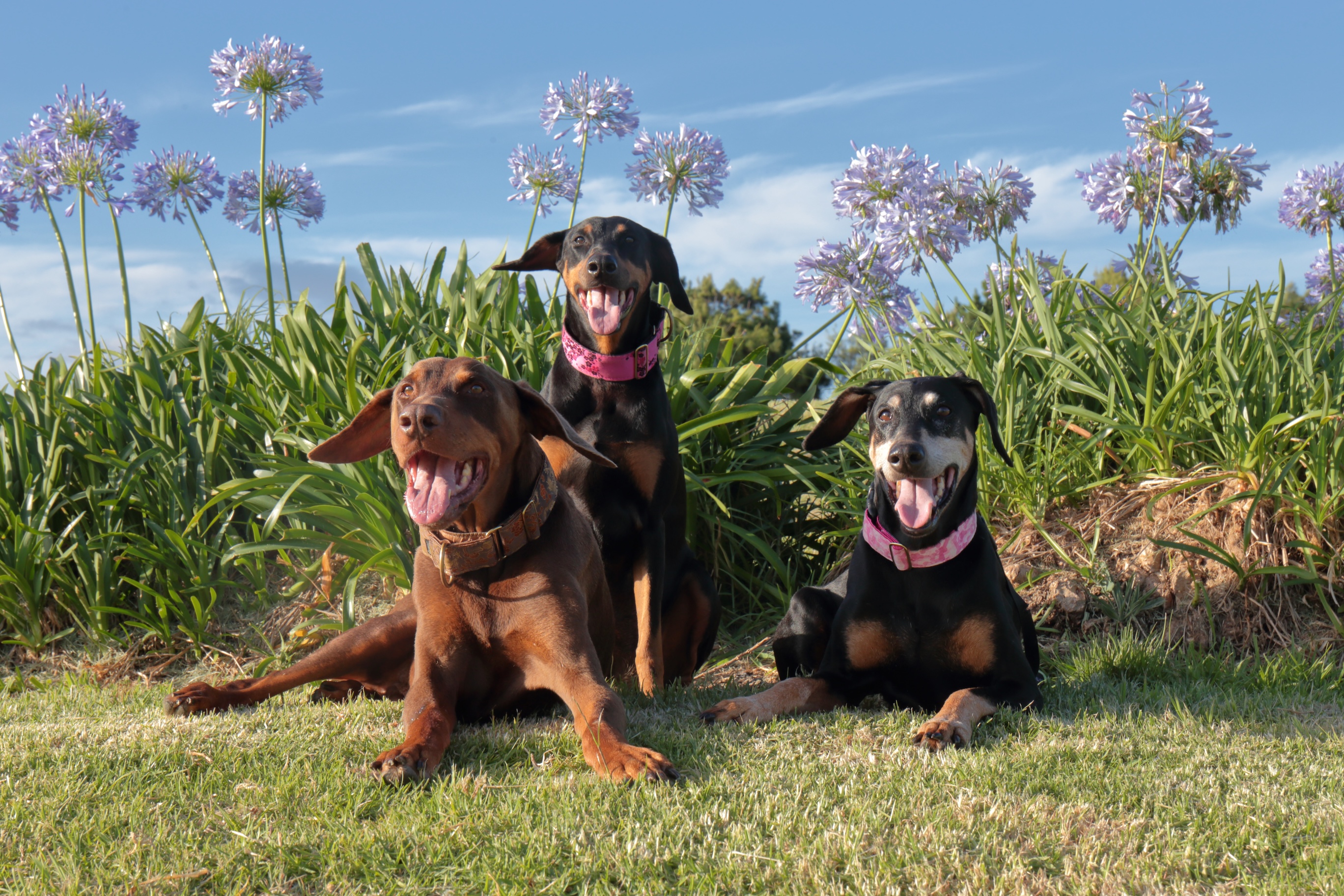 Dobermann Club Of Victoria - Welcome Page